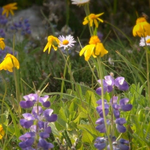 Discover Back to Earth and Join the Movement - Back To Earth