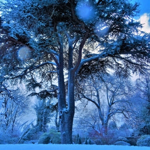 Feeling the Winter Blahs? - Back To Earth